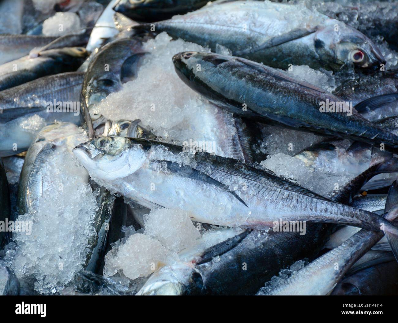 Selling fish at rural market in Vung Tau, Southern Vietnam Stock Photo ...
