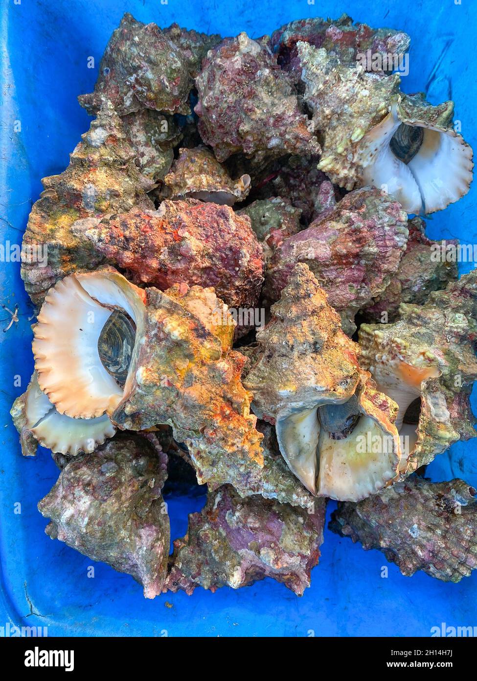 Sea snails for sale at rural market in Vung Tau, Vietnam Stock Photo ...