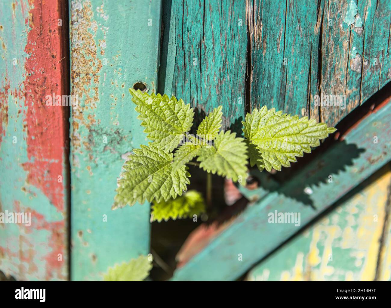 nettle growing in the fence Stock Photo - Alamy