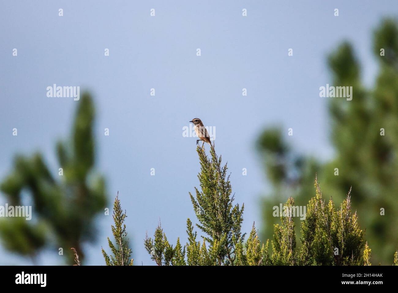 Spotted bird hi-res stock photography and images - Alamy