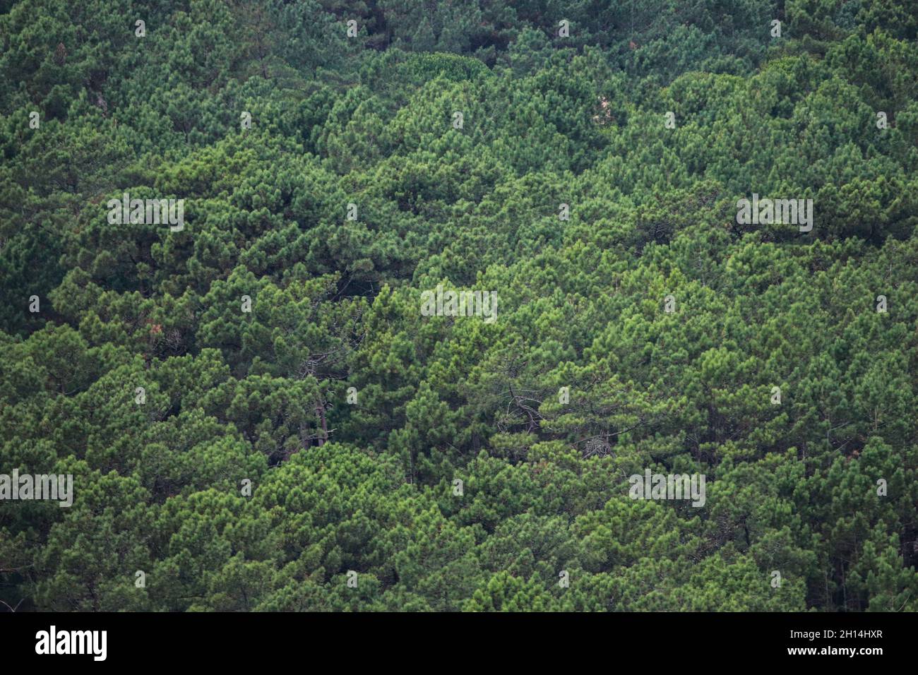 Forest trees seen from above in a mountain. Forest background. Pine ...