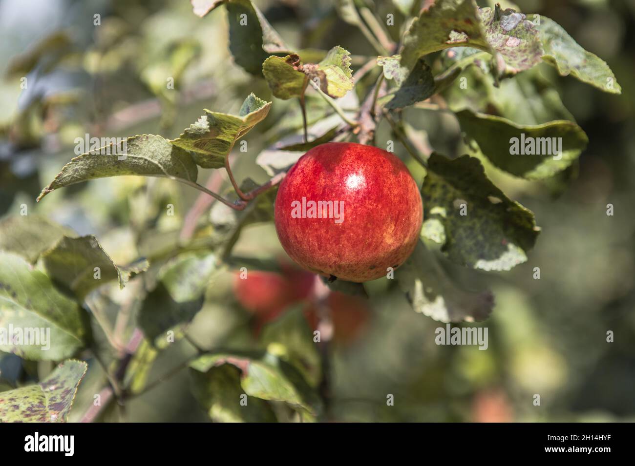 Bunches of ripe apples on a branch of an apple tree, brightly lit by ...