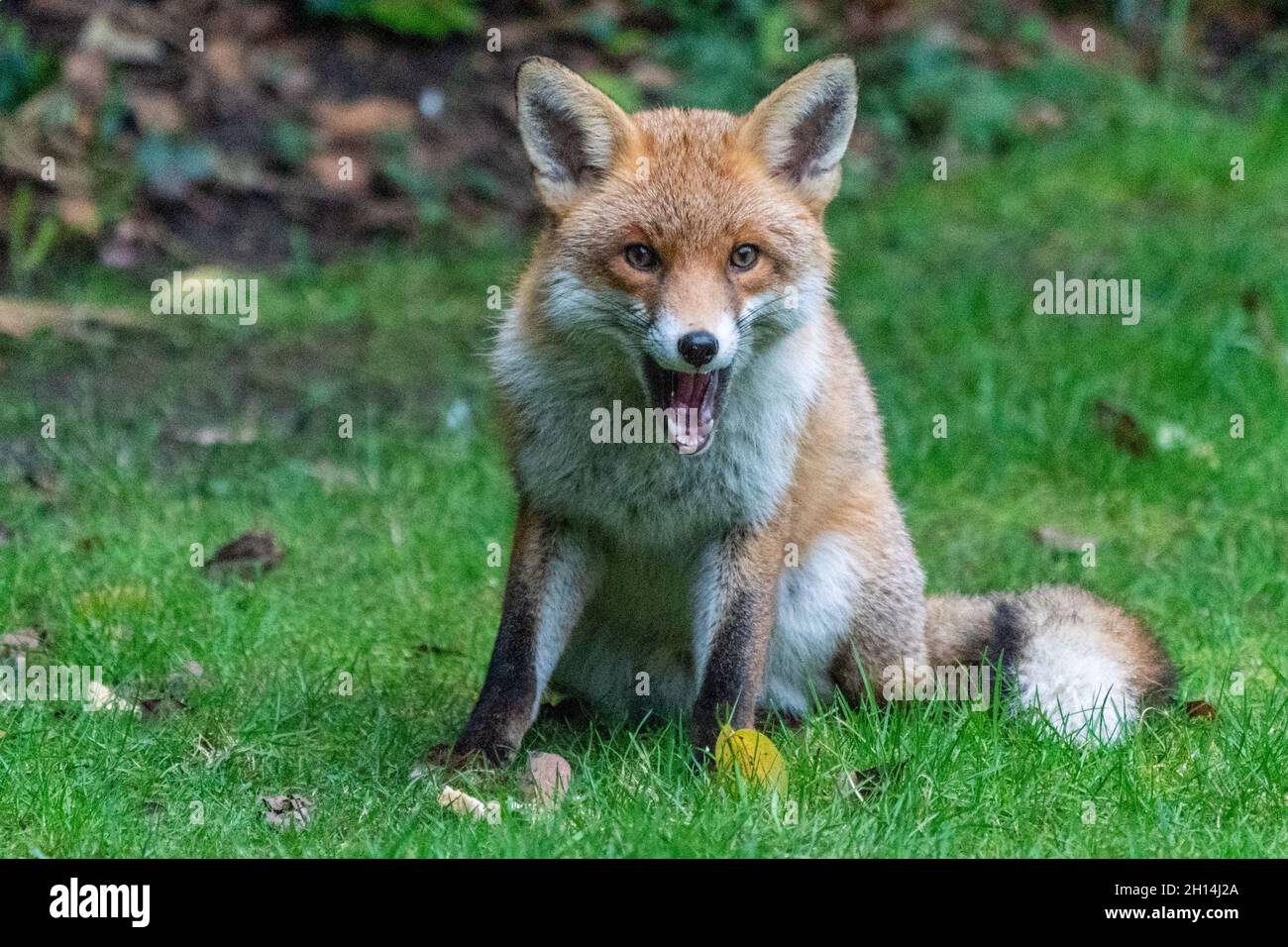 Fox mamal hi-res stock photography and images - Alamy