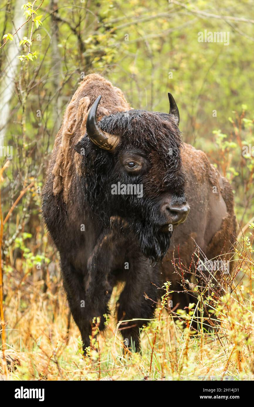 American bison in elk hi-res stock photography and images - Alamy