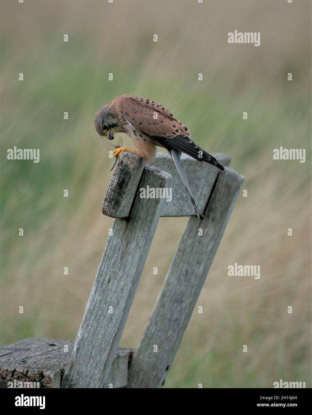 kestrel with prey Stock Photo - Alamy
