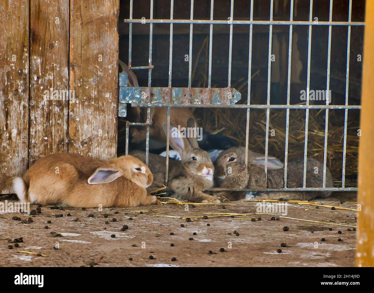 Big rabbits on the ground in the zoo Stock Photo - Alamy