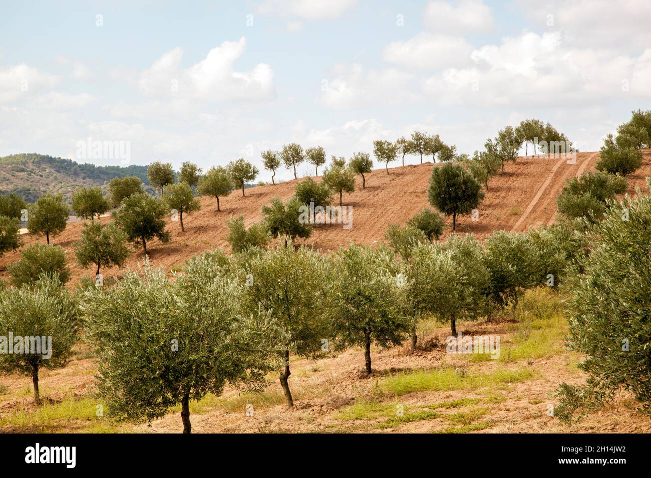 Olive trees growing in a Spanish olive grove in the Navarra countryside ...