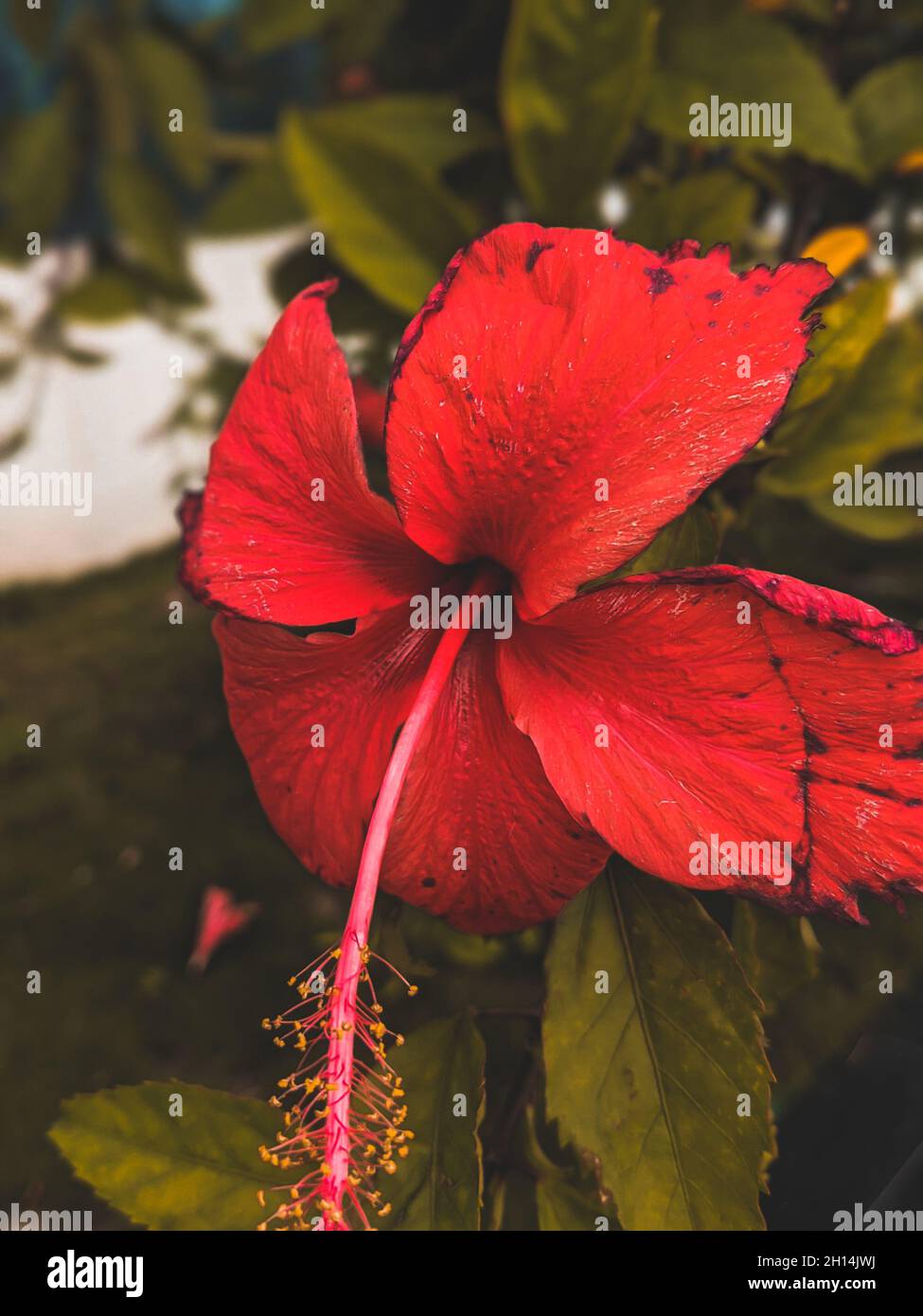 Puerto Rican National Flower