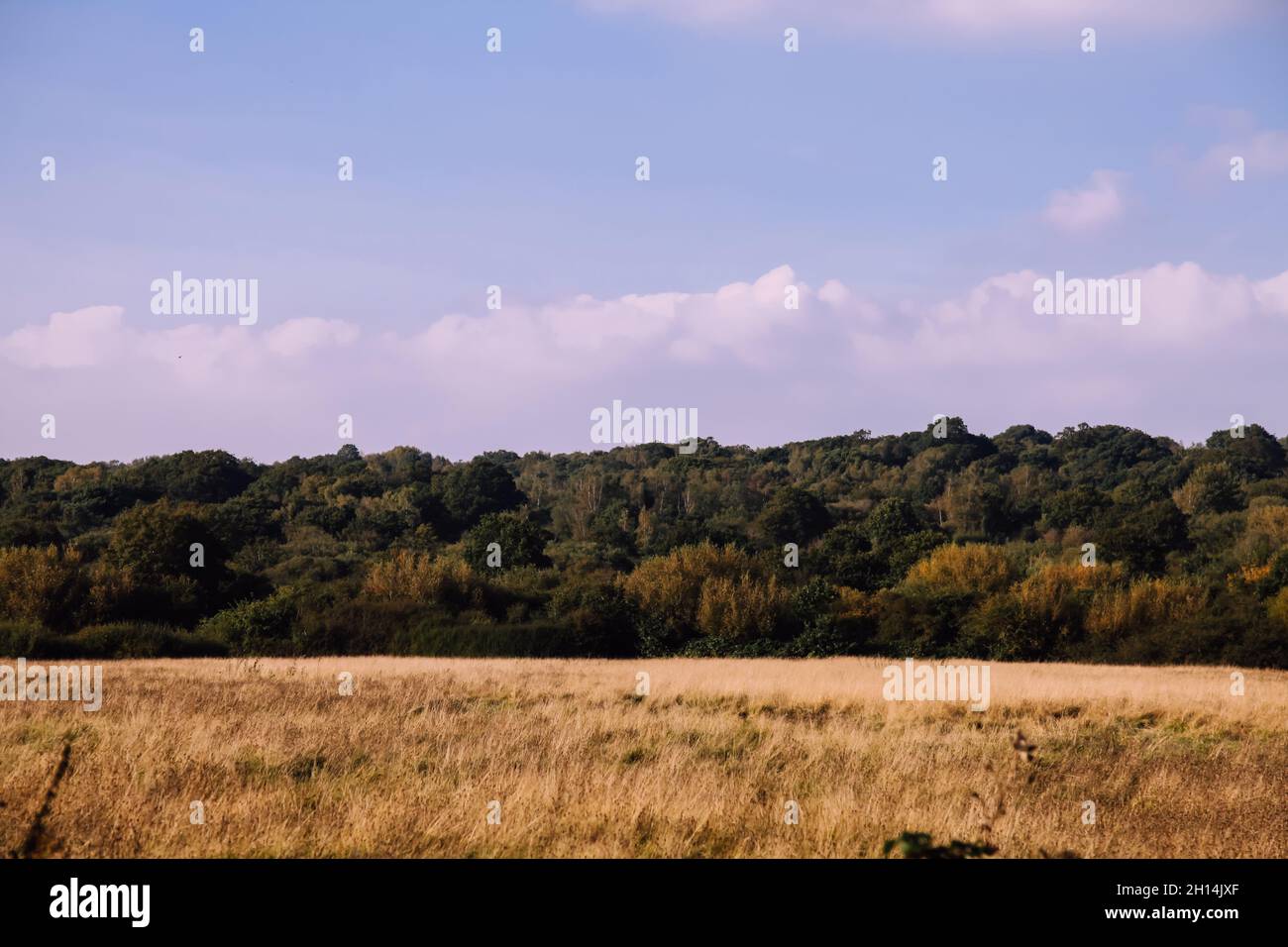 Ashtead Common woodland forest view across field on sunny day, Surrey ...