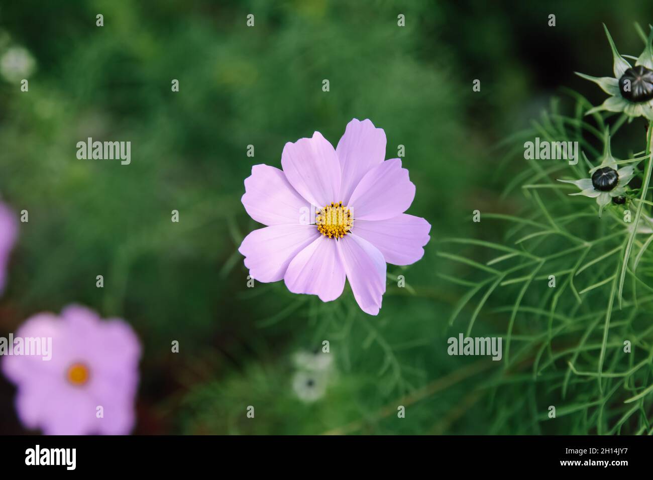 Cosmos bipinnatus, commonly called garden cosmos or Mexican aster ...