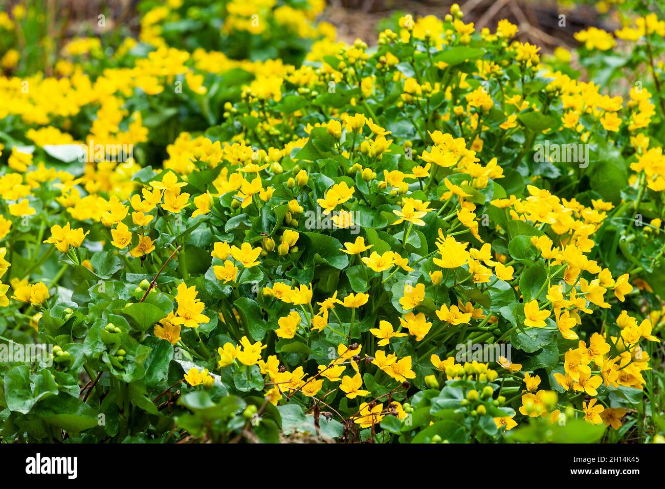 Marigold island hi-res stock photography and images - Alamy