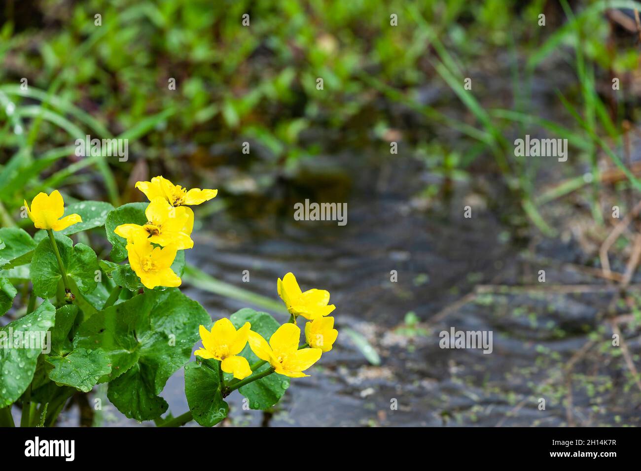 Marigold island hi-res stock photography and images - Alamy