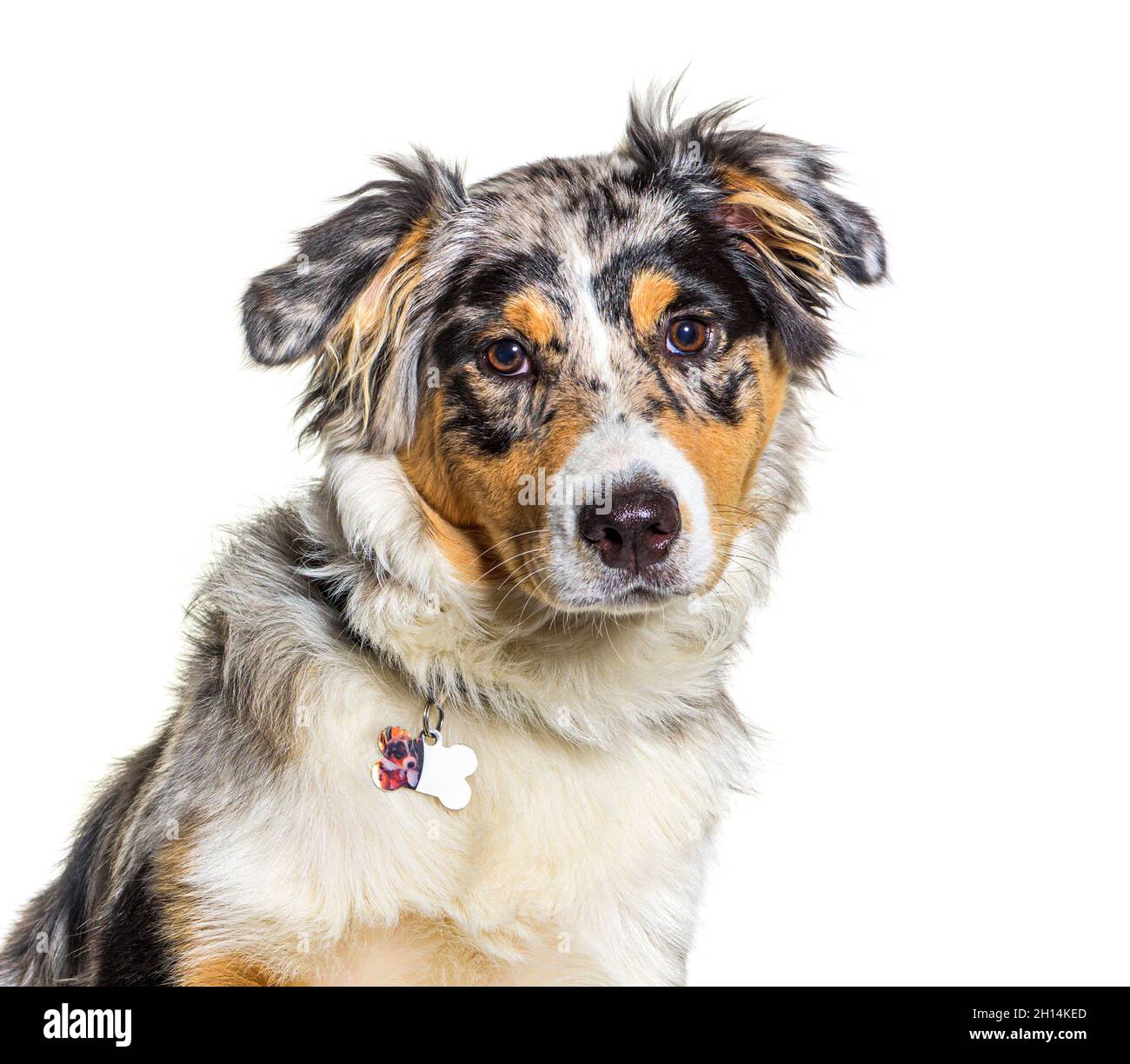 portrait, head shot, Australian shepherd dog blue merle facing the ...