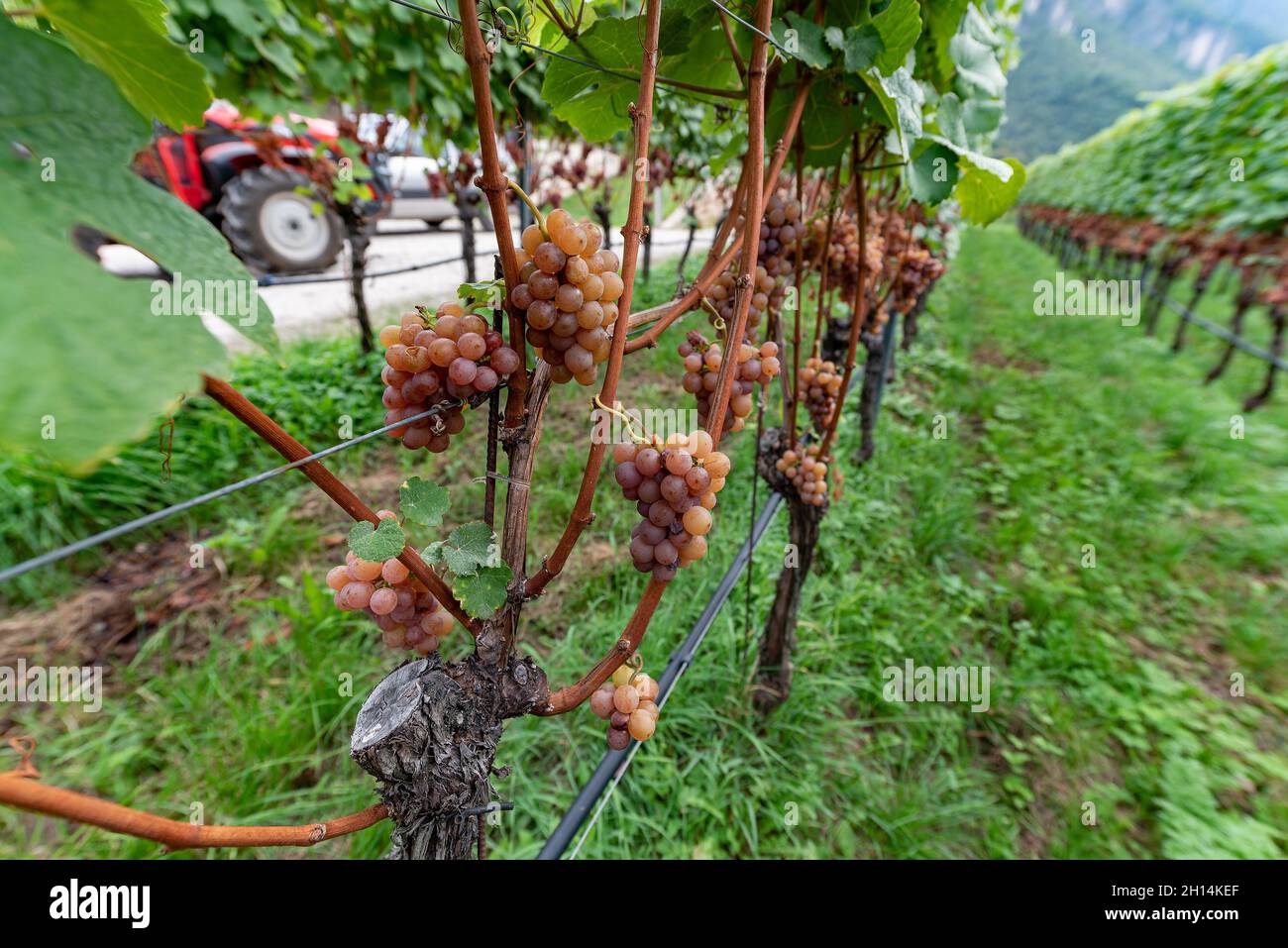 viticulture at Glen-Mazzon, South Tyrol, Italy Stock Photo - Alamy