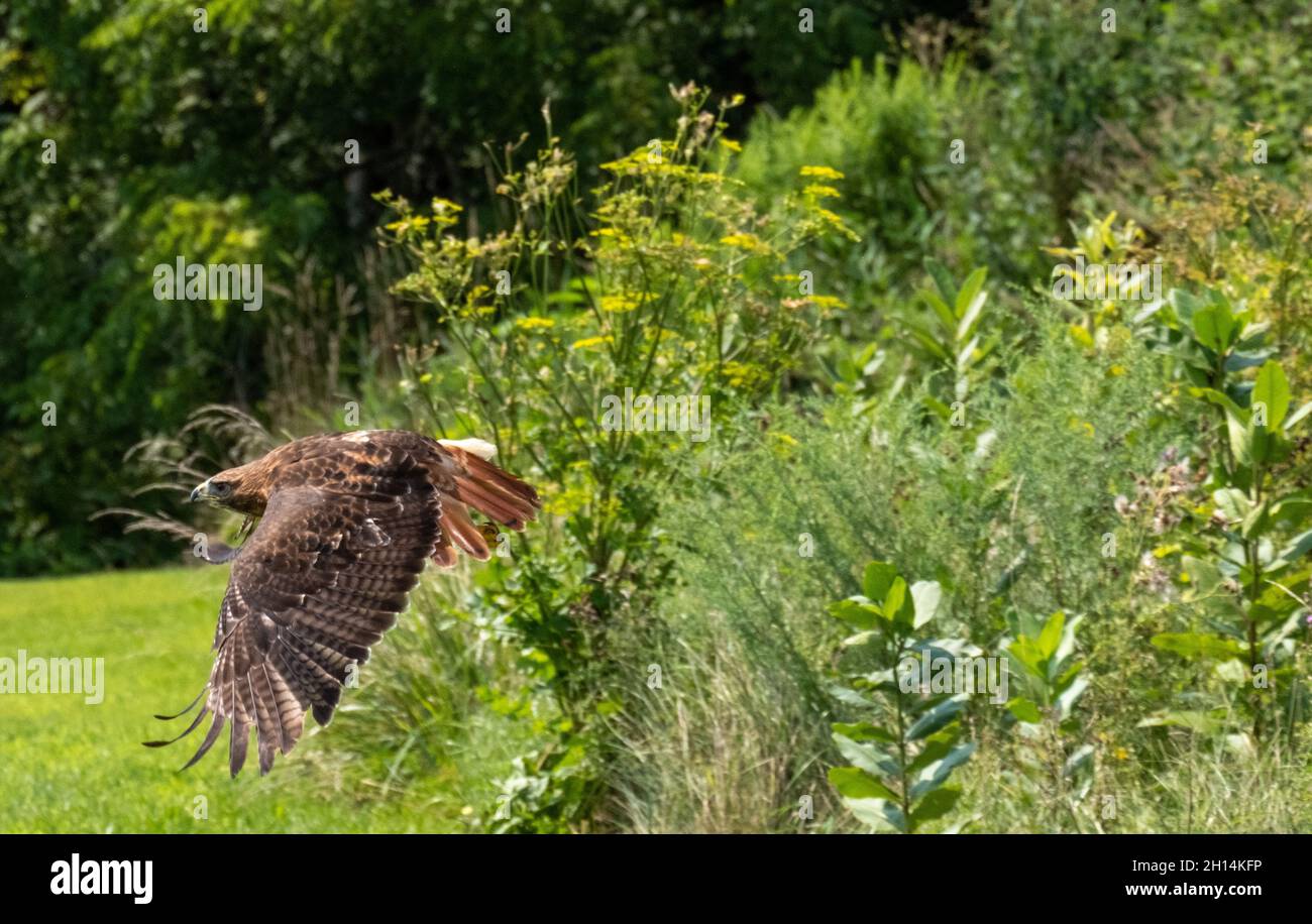 Brown hawk gaining altitude in the green field with dense vegetation ...