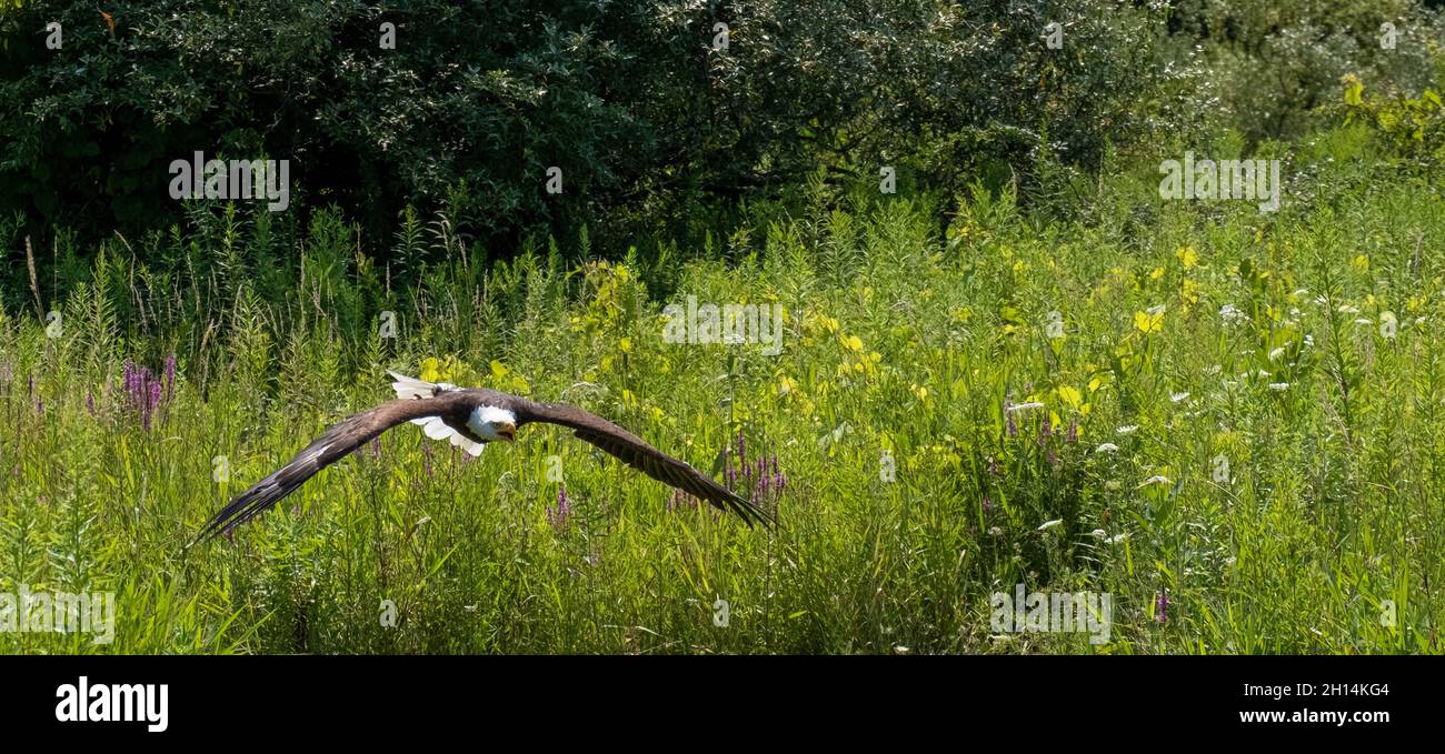 Bald eagle flying over the green field on a sunny day Stock Photo - Alamy