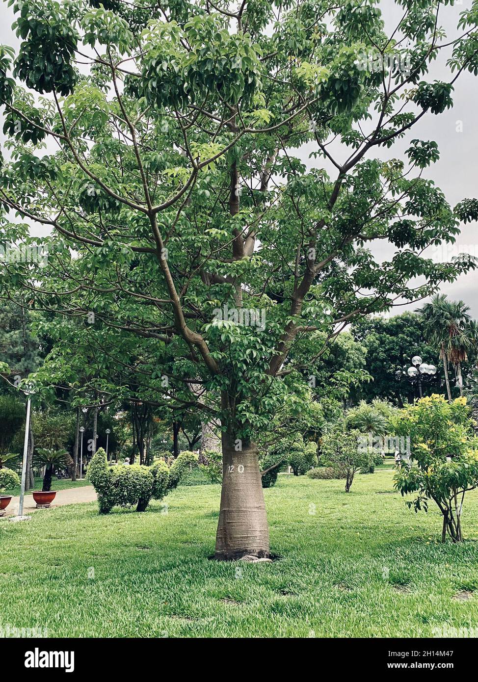 Green trees at public park in downtown Saigon, Vietnam. Saigon is the ...