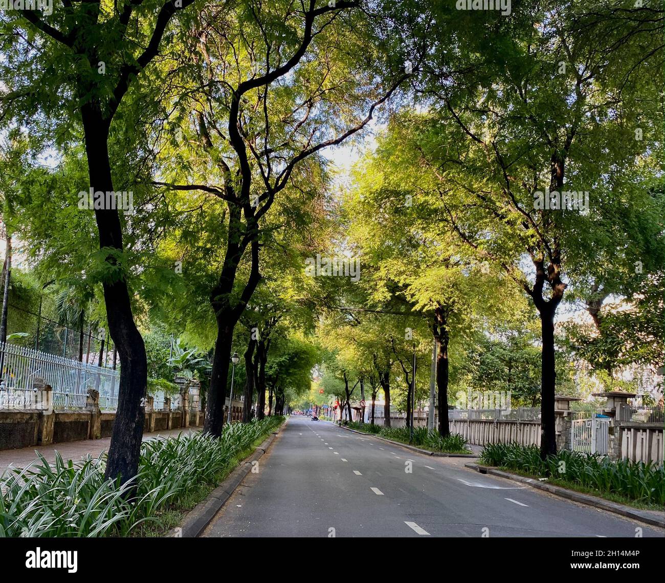 Road with many trees in downtown Saigon, Vietnam. Saigon is the capital ...