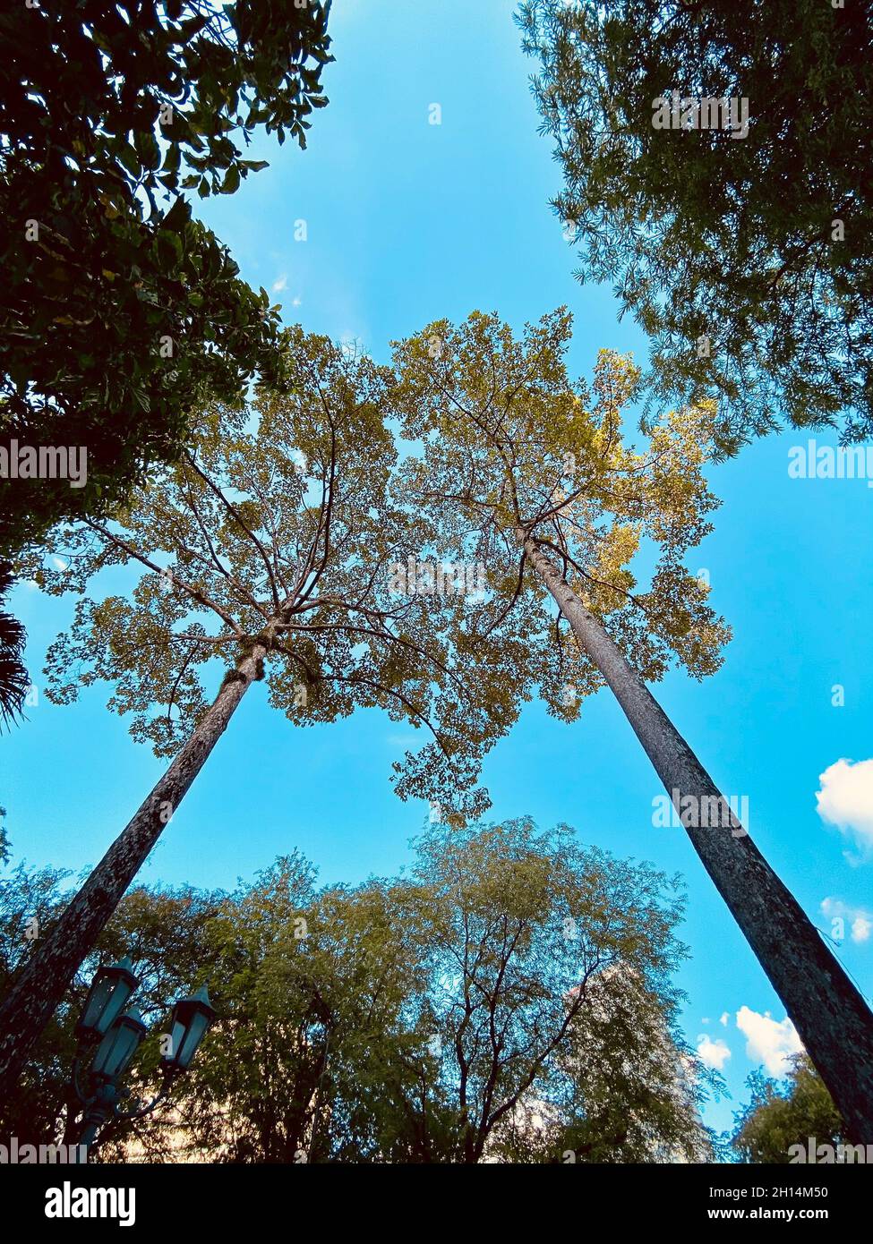 Huge trees in downtown Saigon, Vietnam. Saigon is the capital of the ...