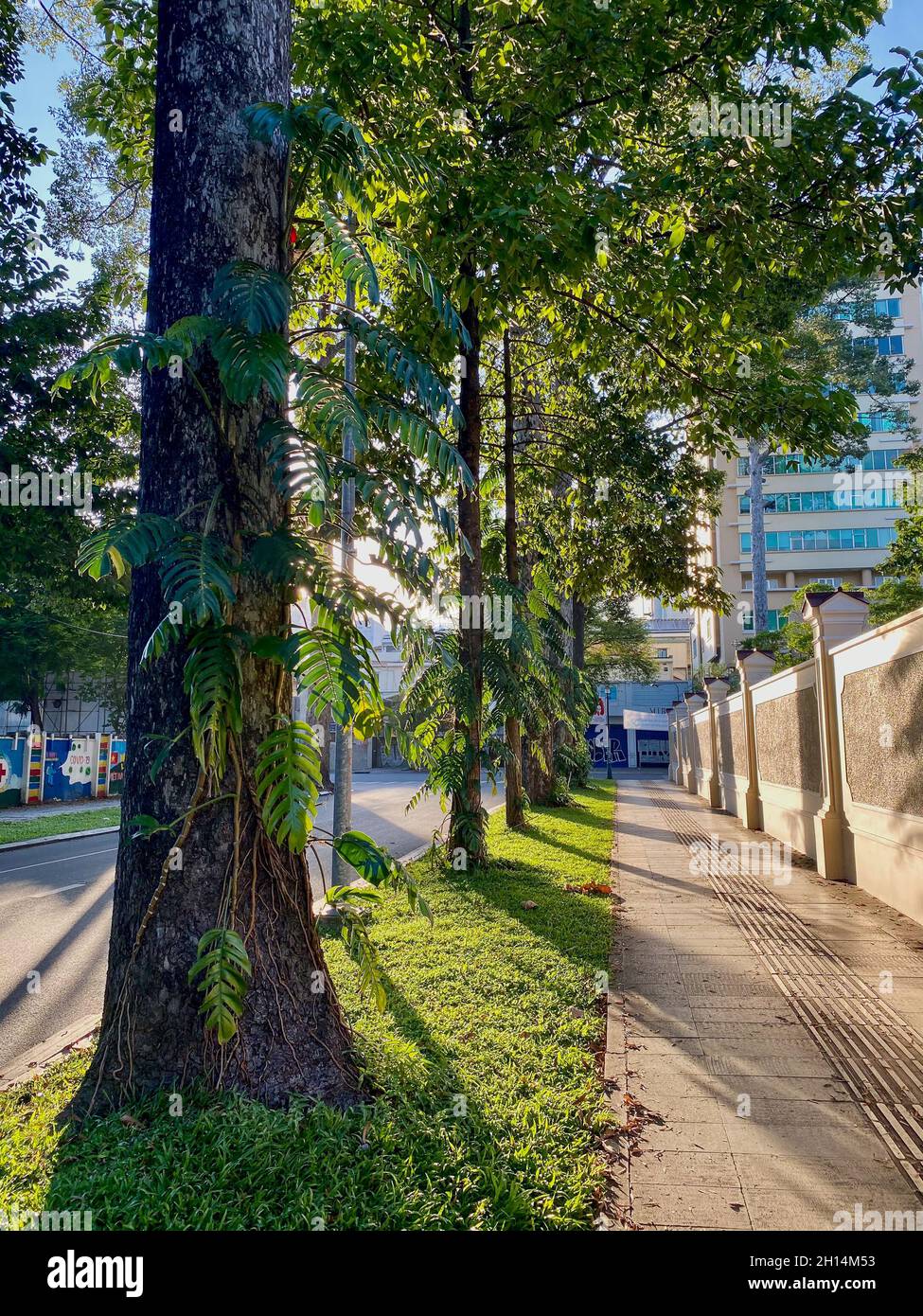 Saigon, Vietnam - Oct 3, 2021. Road with many trees in downtown Saigon ...