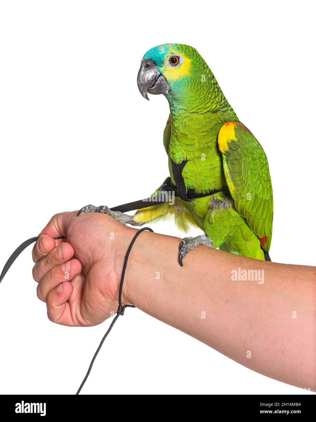 Side view of Turquoise-fronted amazon hold in a human hand with an ...