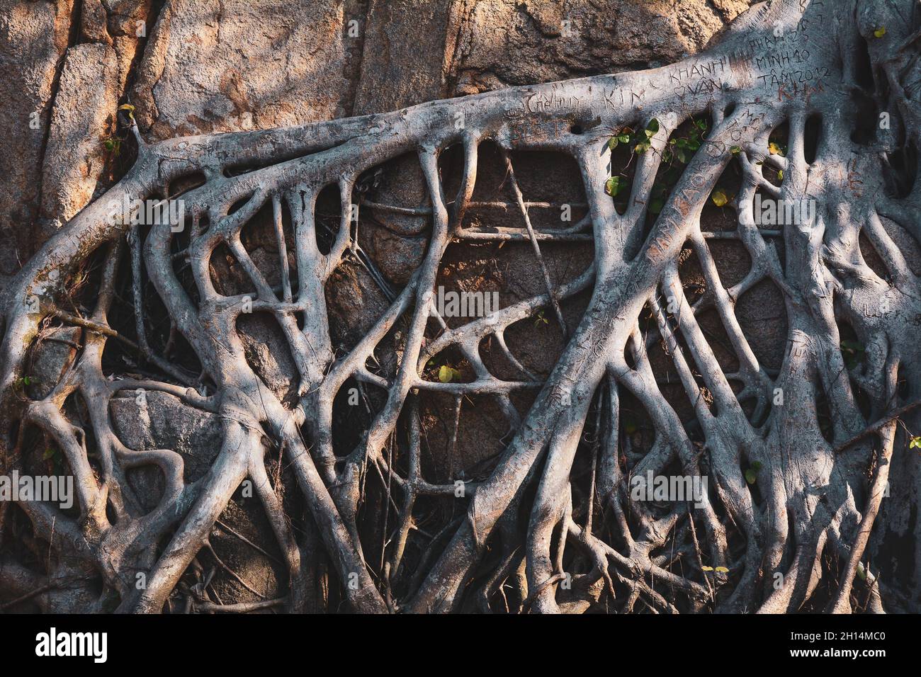 Roots clinging to the rock in ancient deep forest Stock Photo - Alamy