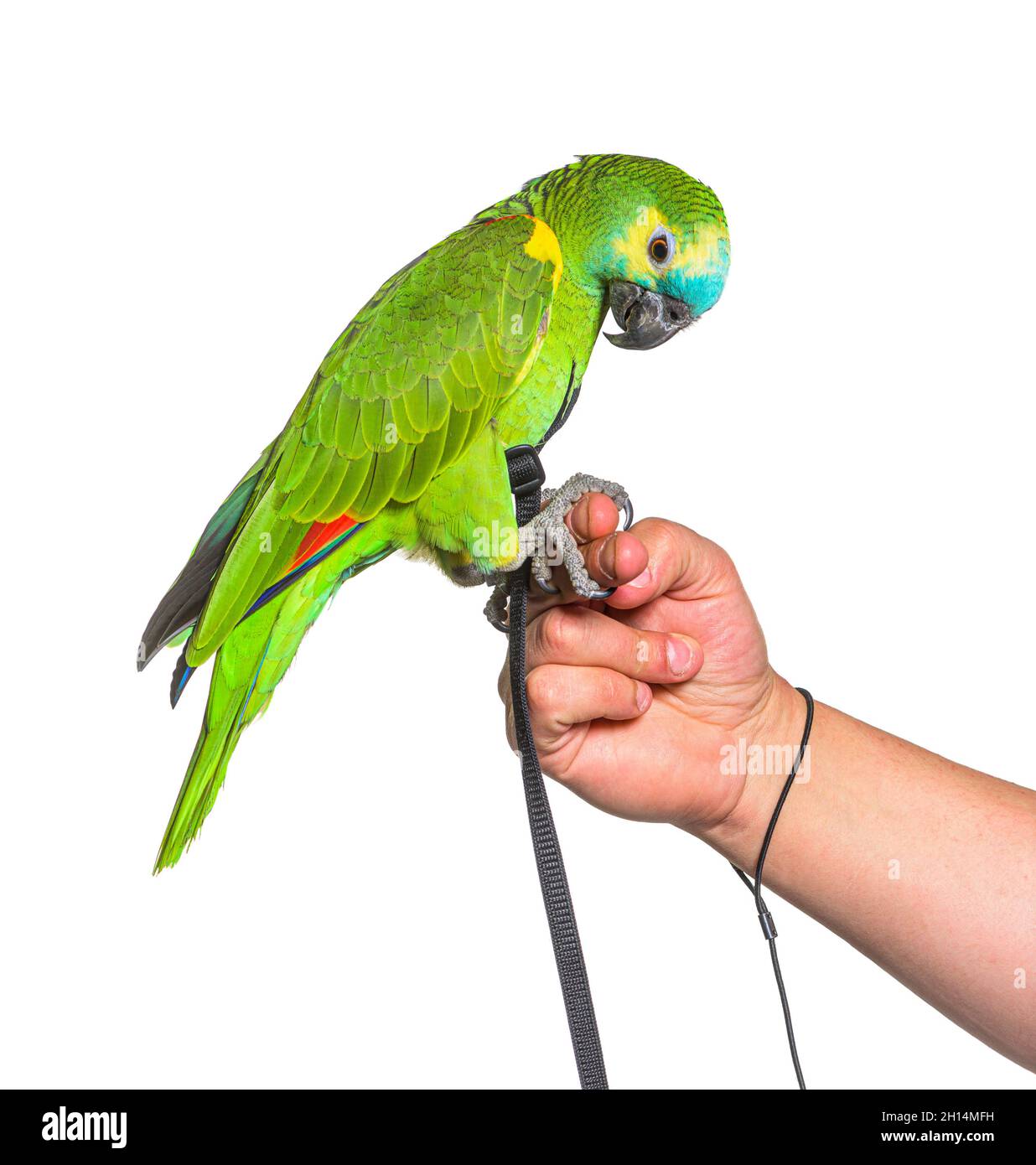 Side view of Turquoise-fronted amazon hold in a human hand with an ...