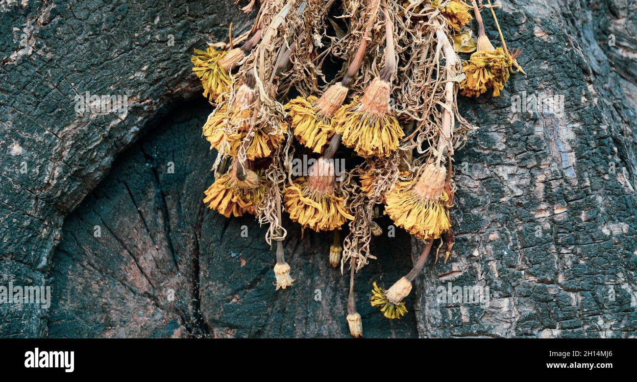 Dried flowers on rotten wood in the park. Nature background Stock Photo ...