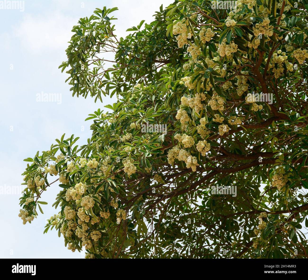Big tree of alstonia scholaris hi-res stock photography and images - Alamy