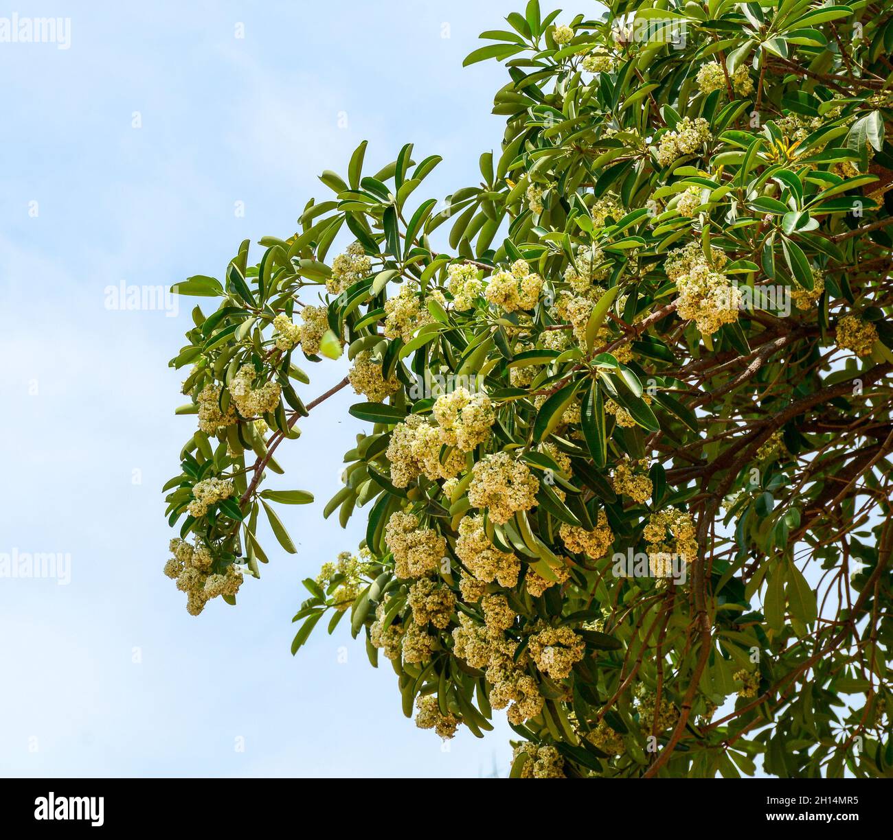 Big tree of alstonia scholaris hi-res stock photography and images - Alamy