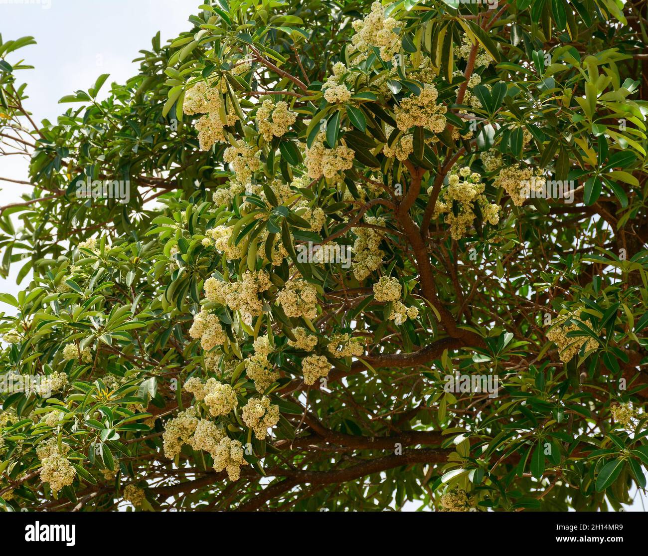 Alstonia scholaris flowers (Hoa Sua) blooming in spring. The flowers ...