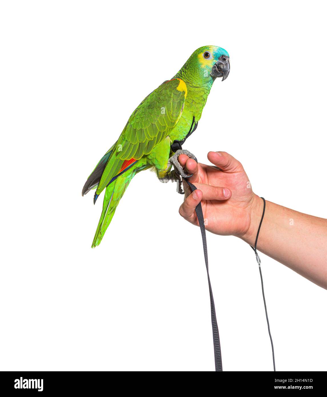 Side view of Turquoise-fronted amazon hold in a human hand with an ...