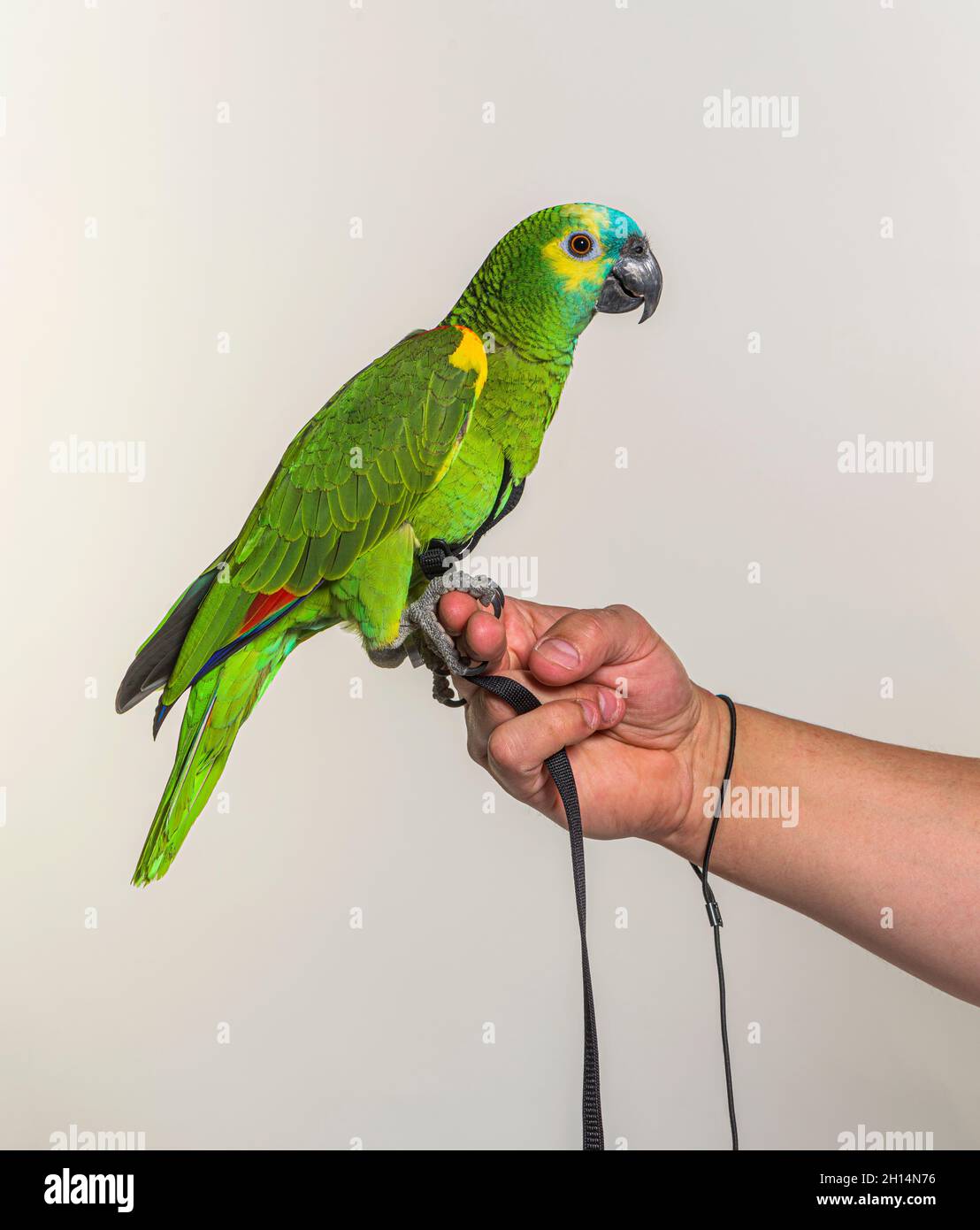 Human animal hold hands hi-res stock photography and images - Alamy