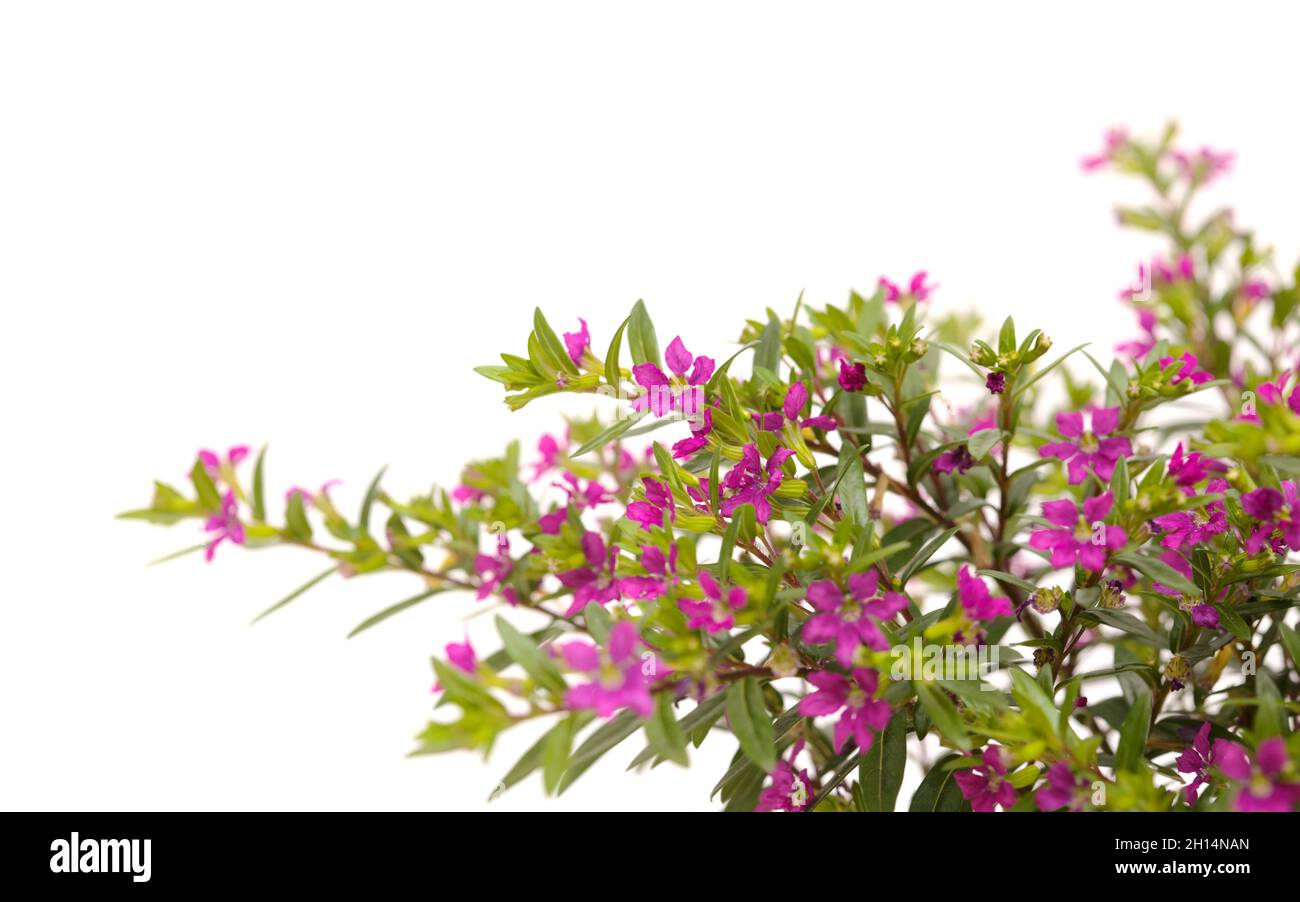 Purple flowers of Cuphea hyssopifolia, the false heather, isolated on ...
