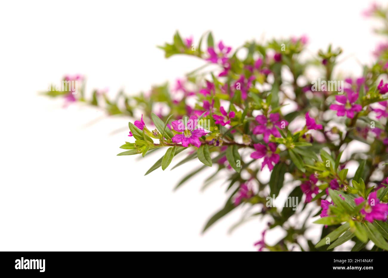 Purple flowers of Cuphea hyssopifolia, the false heather, isolated on ...