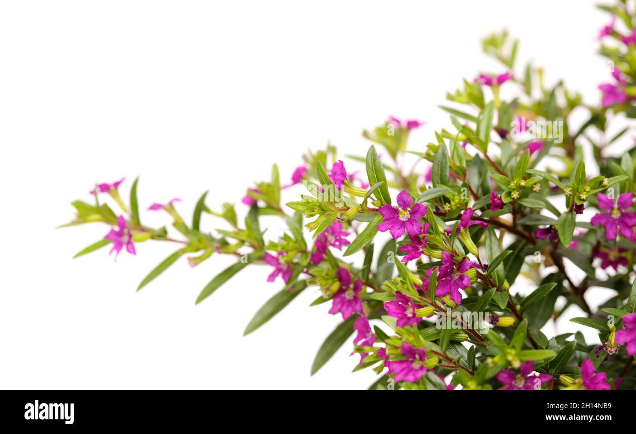 Purple flowers of Cuphea hyssopifolia, the false heather, isolated on ...