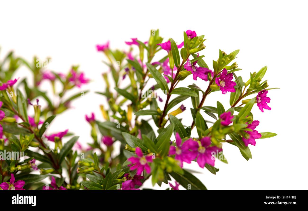 Purple flowers of Cuphea hyssopifolia, the false heather, isolated on ...