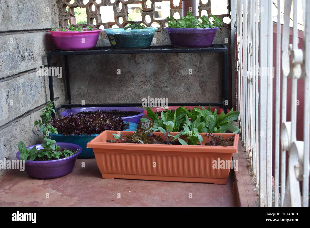 Vegetable growing in container on a small balcony Stock Photo - Alamy