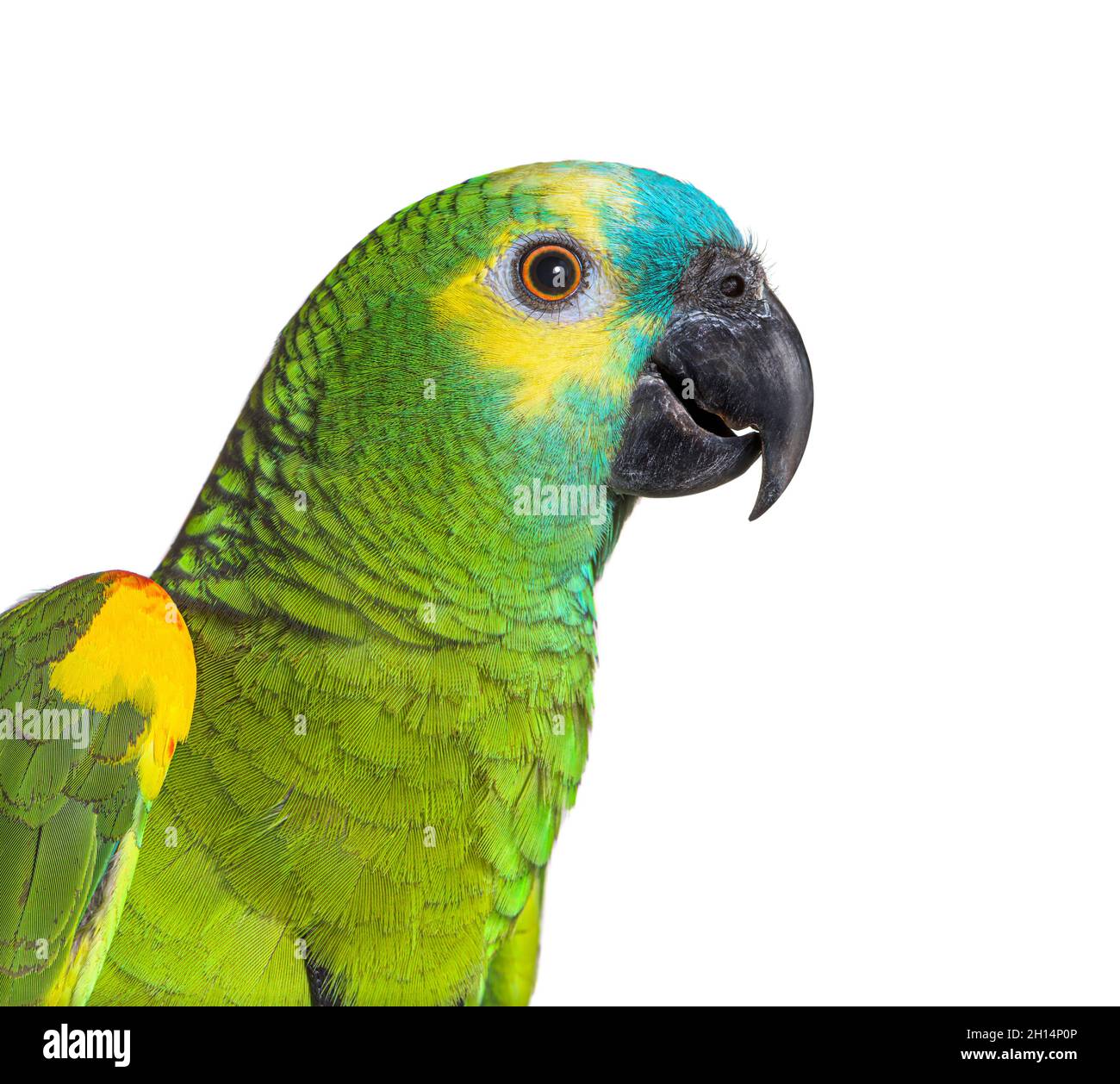 head shot Side view of Turquoise-fronted amazon isolated on white Stock ...