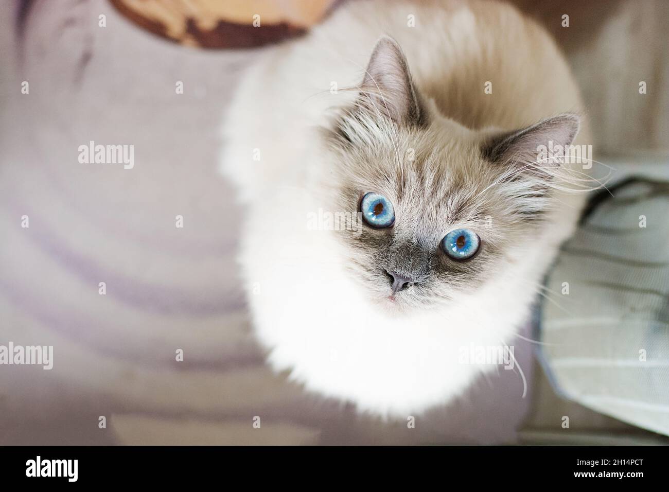 A white cat in a crouching position with a wide eyed surprised Stock ...