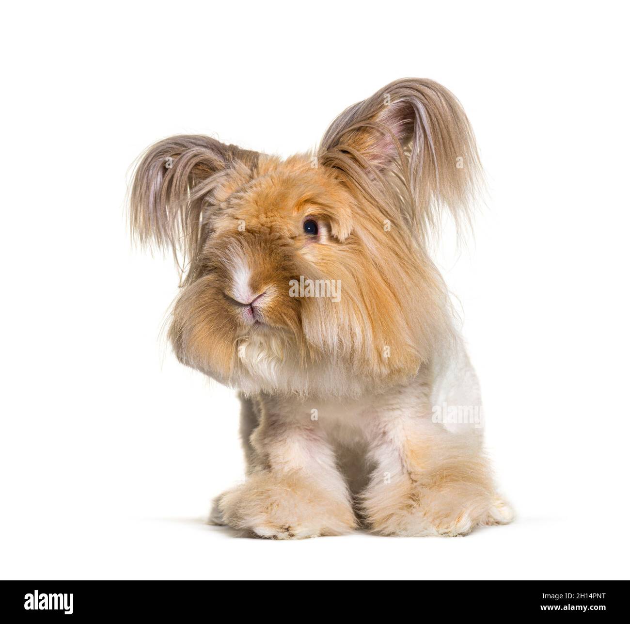 groomed Angora rabbit looking at the camera, isolated on white Stock ...