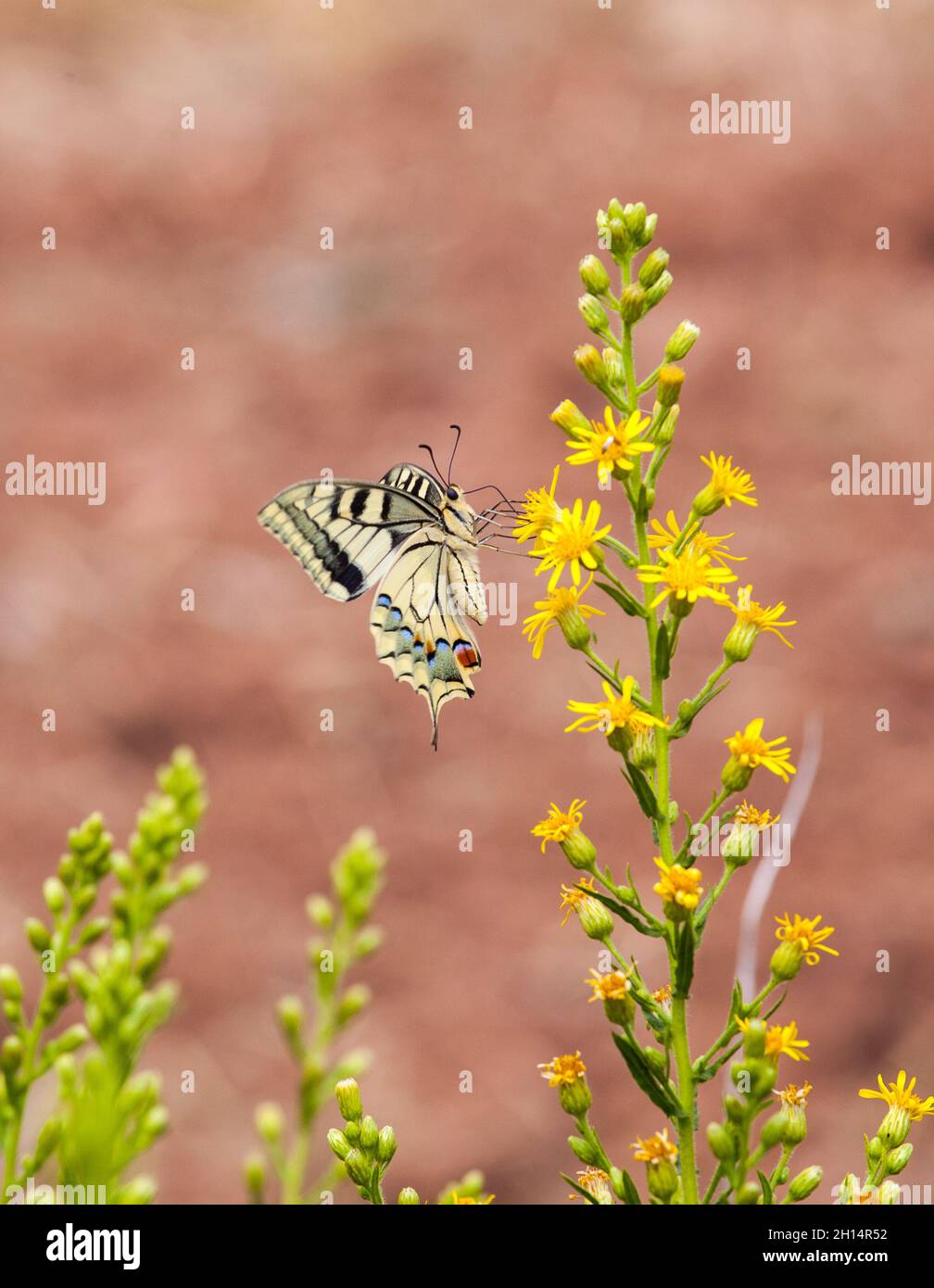Pilgrimage butterfly hi-res stock photography and images - Alamy