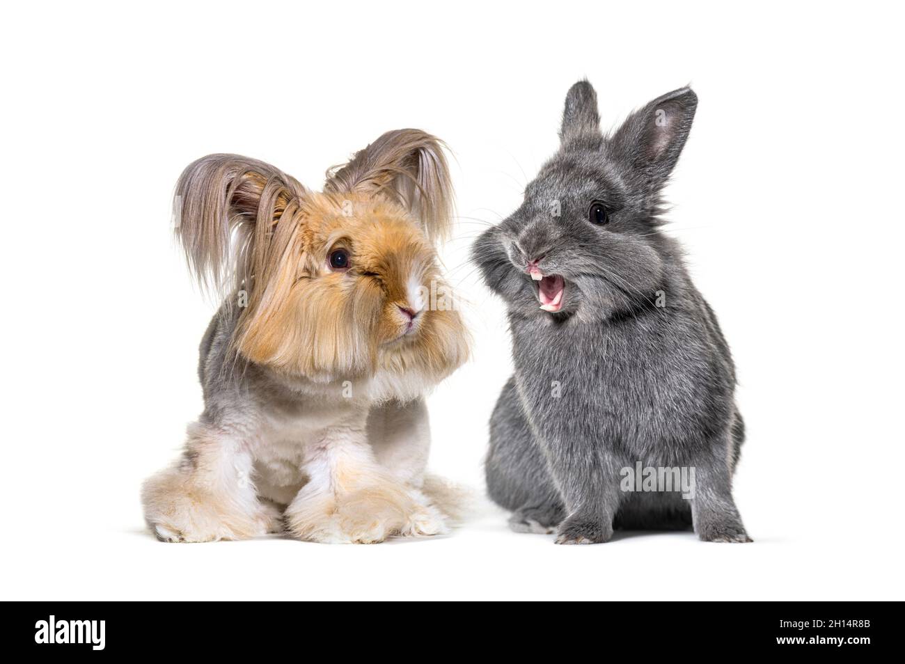 Angry rabbit hi-res stock photography and images - Alamy