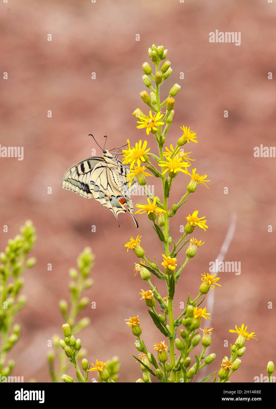 Swallowtail butterfly Papillo machaon in the Spanish countryside ...