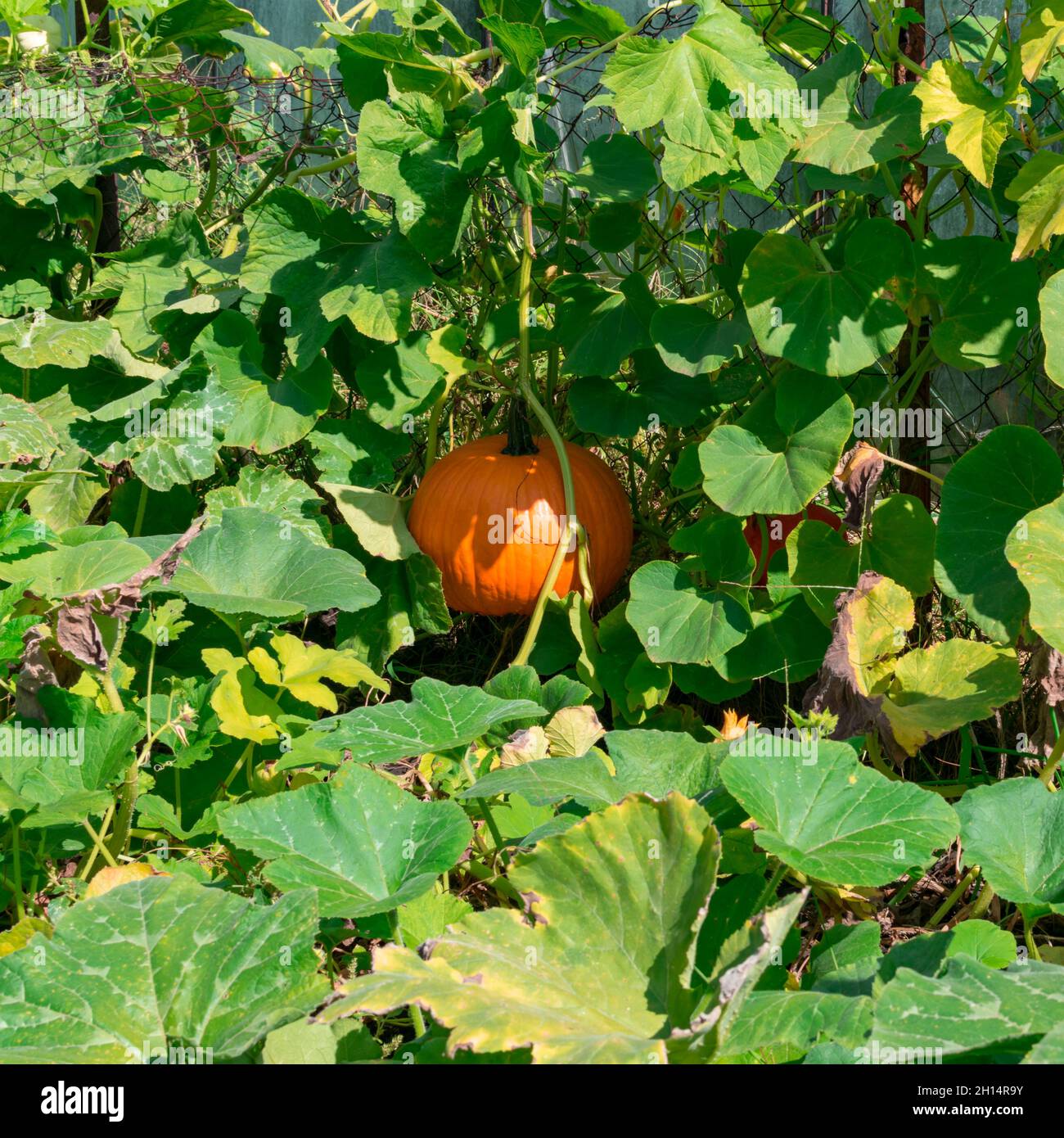 One mature orange round gourd grows inside the green leaves in the ...