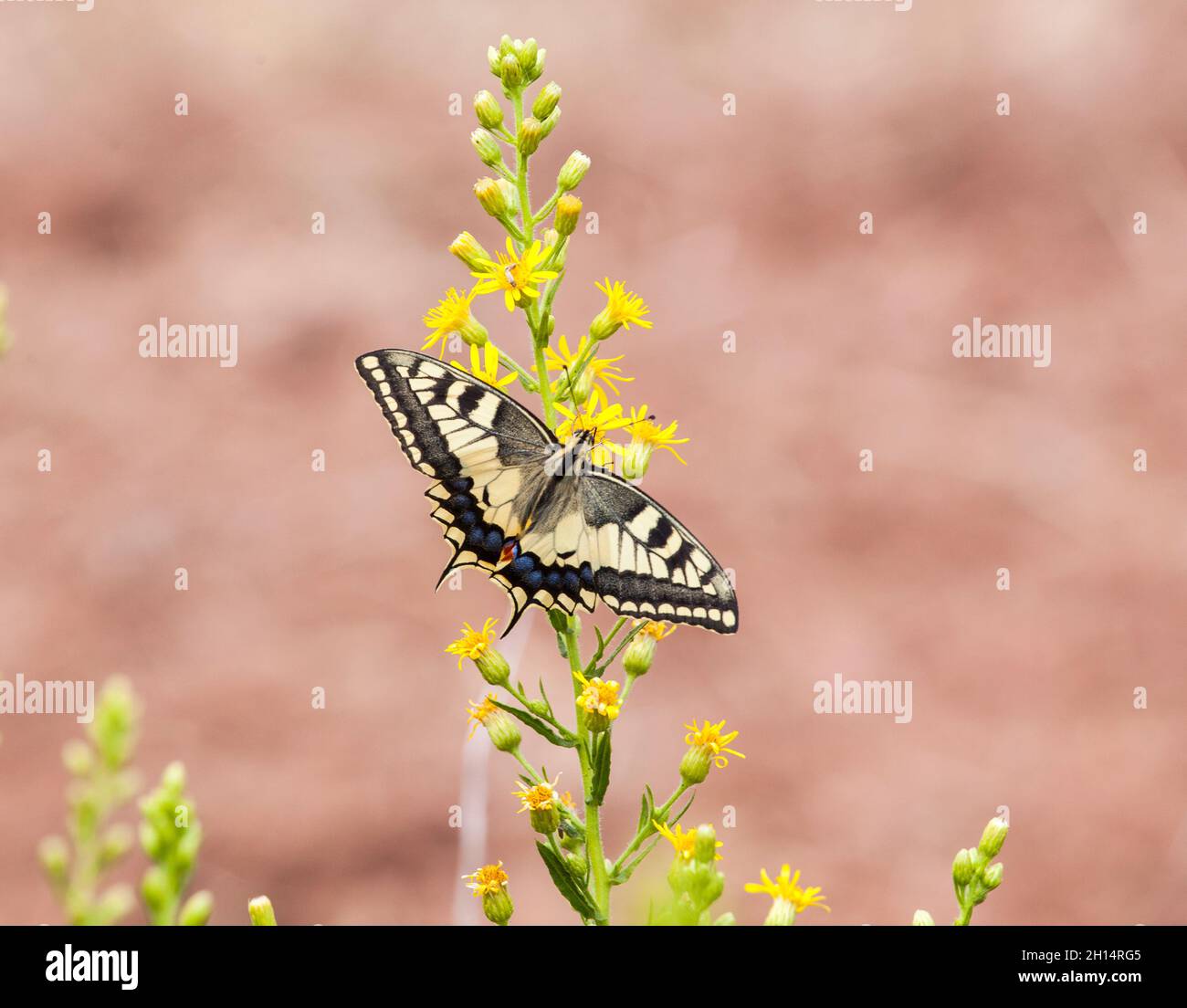 Swallowtail butterfly Papillo machaon in the Spanish countryside ...