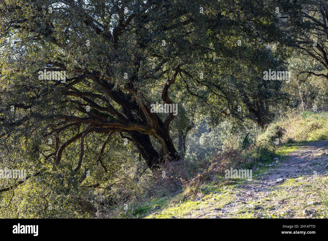 Trees growing in wilderness Stock Photo - Alamy