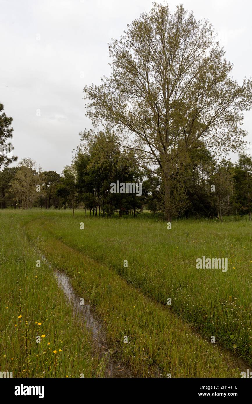 Landscape with trees and fields Stock Photo - Alamy
