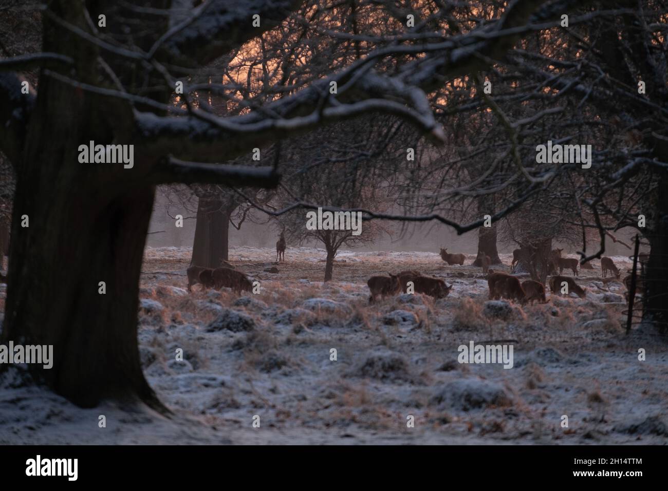 snow in bushy park red deer Stock Photo - Alamy