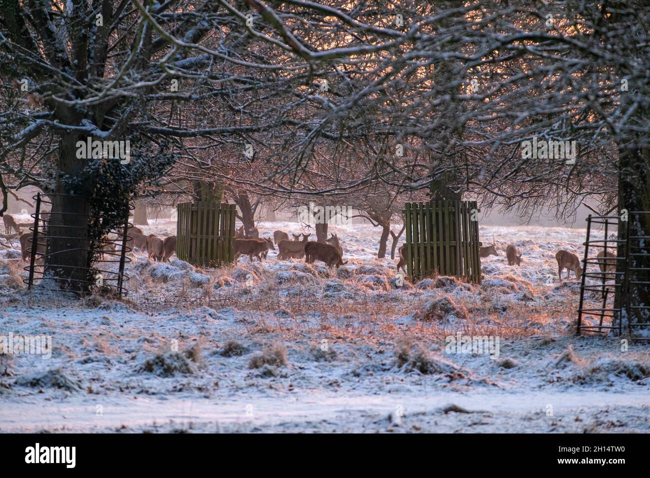 snow in bushy park red deer Stock Photo - Alamy